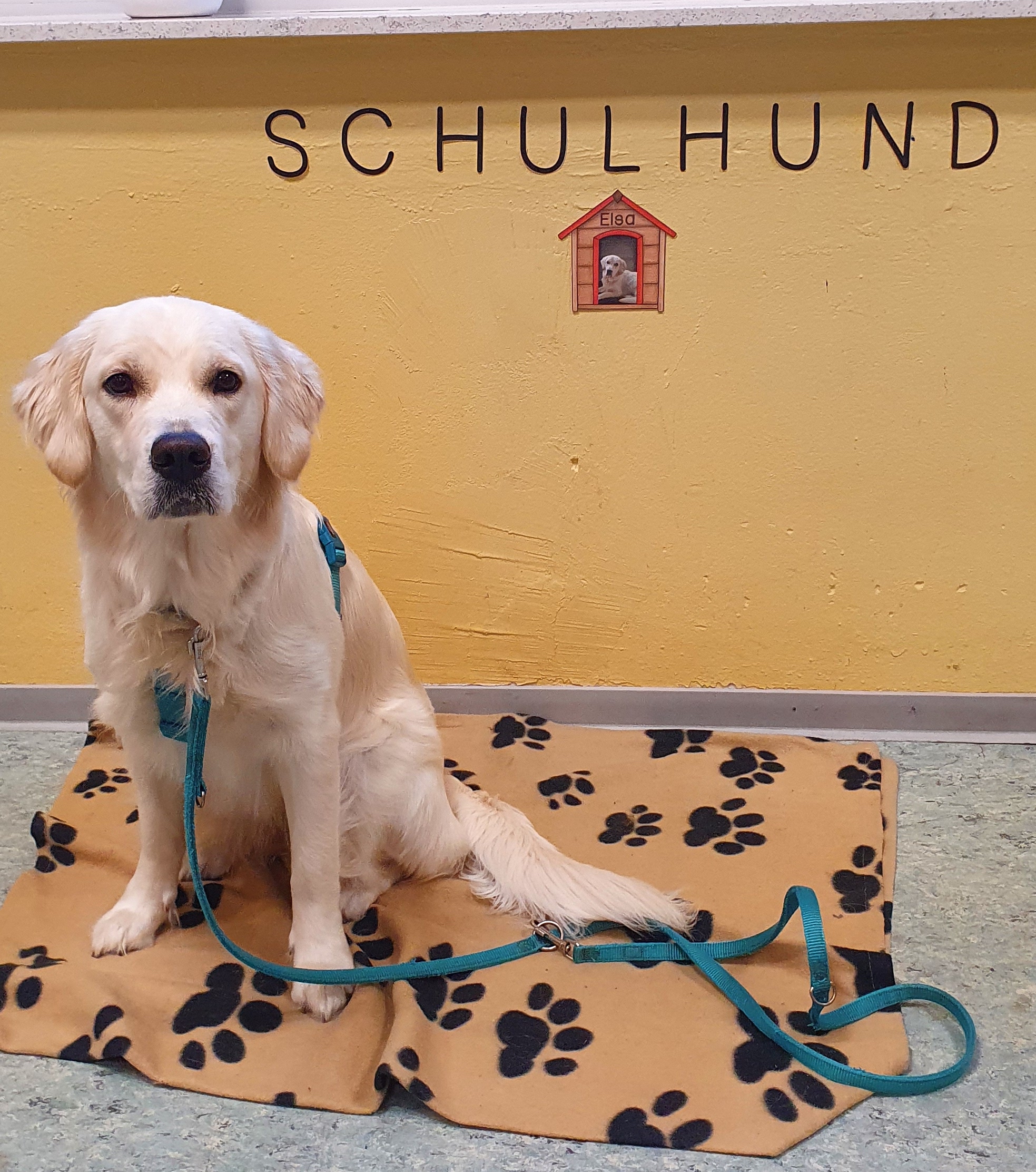 Schulhund Elsa: Prüfung bestanden - Grundschule am Hinschweg